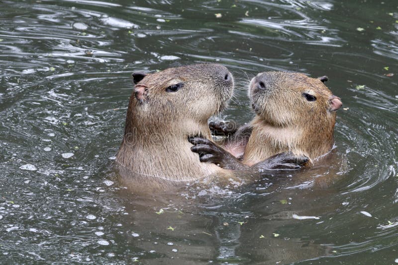 Capybaras Playing in the Pole Stock Photo - Image of furry, cute: 149284142