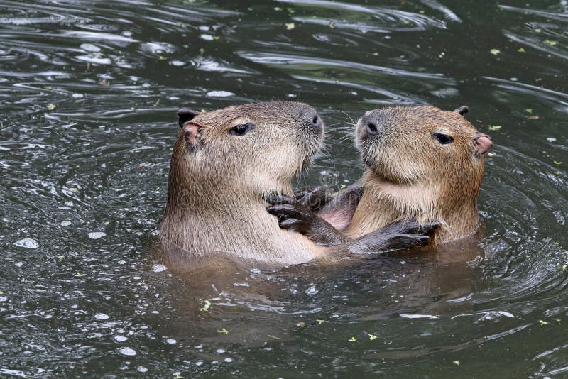 Two capybaras and water stock photo. Image of cute, hydrochaeris - 32881346