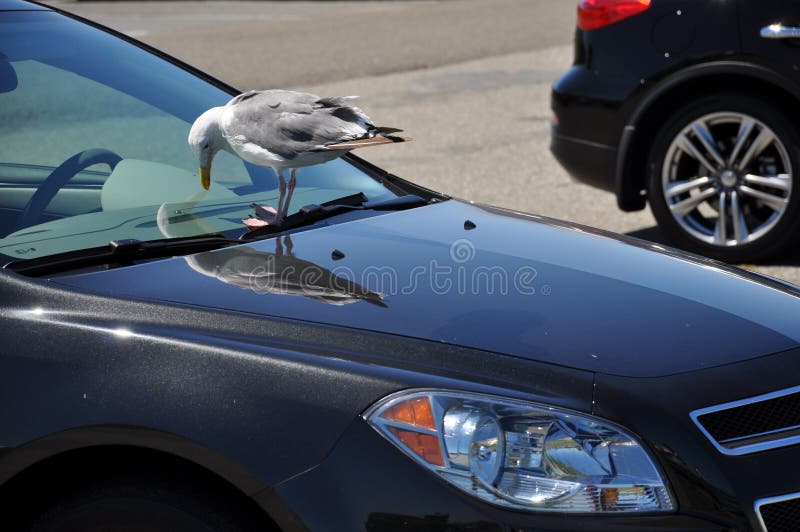 Car and the bird stock photo. Image of bird, making, seating - 29063600
