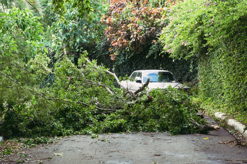 The Car Cannot Drive. Fallen Tree on the Road Stock Photo - Image of ...