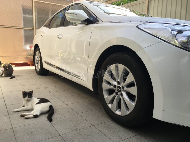 Car editorial photo. Image of auto, animal - 89414321