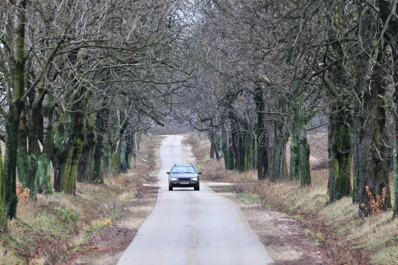 Car coming stock photo. Image of forest, outdoor, automobile - 12388484