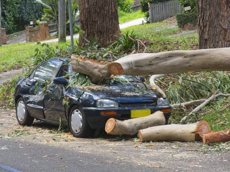 Car Crushed by Fallen Tree stock image. Image of accident - 158072343