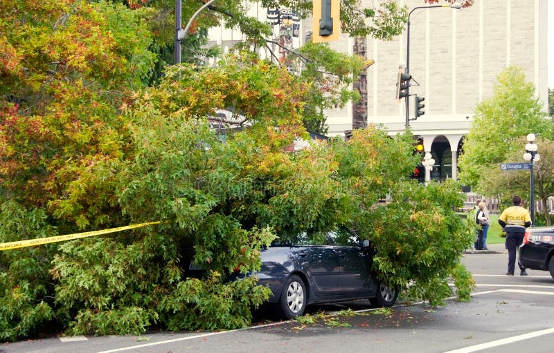 Car Crushed by Tree stock image. Image of hurricane, trunk - 1509129