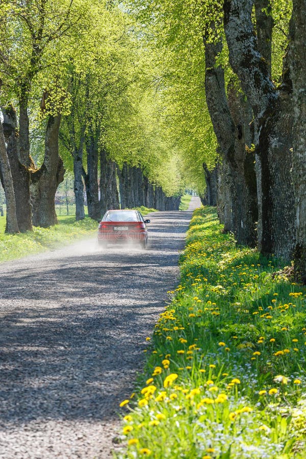 Car Driving on a Dusty Road with Green Lush Treeline Stock Photo ...