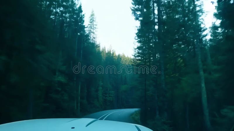 Car Driving through Forest on Winding Road Stock Video - Video of ...