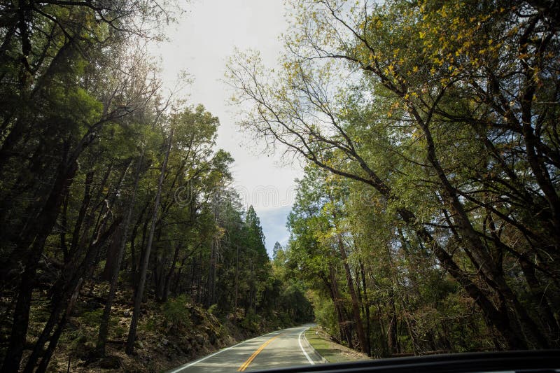 Driving on a Tree-lined Road in Daylight Stock Image - Image of ...