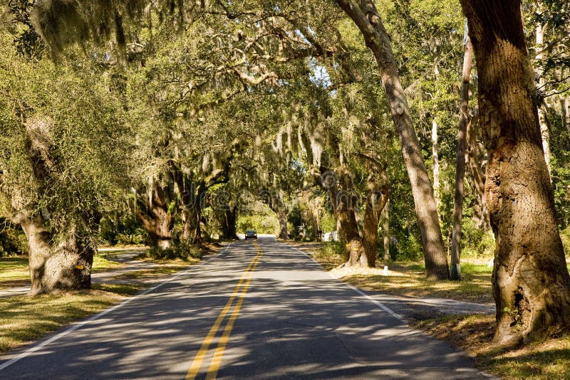 Car Entering Oak Tree Lane stock photo. Image of hanging - 8619708