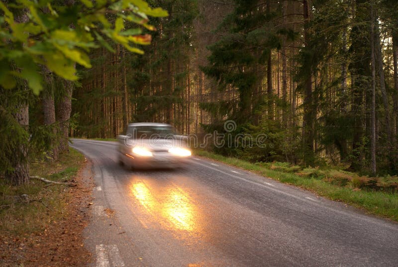 Car in forest stock photo. Image of conifer, autumn, rural - 23049046