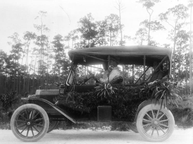Car Full Of Orchids, Ferns And Bromeliads. Picture Image: 221413351