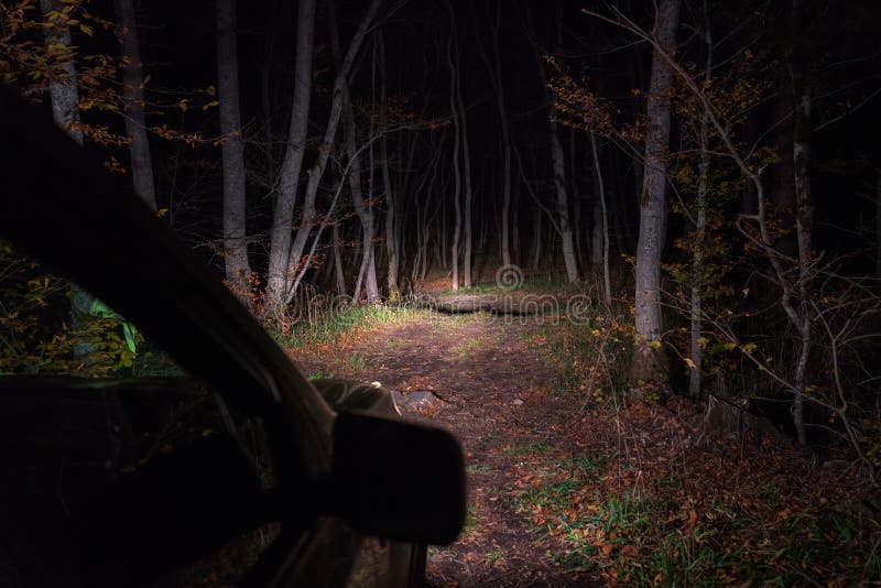 Car Headlamp Light in Night Forest Stock Image - Image of transport ...