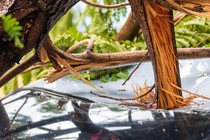Car Hit by Tree Fell on it. Due To Rain and Storms Causing Trees To ...