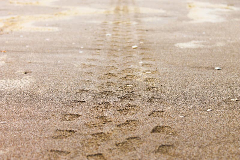 Car Marks in the Sand stock image. Image of cars, trace - 87314565