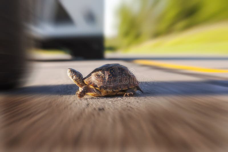 Turtle crossing road stock photo. Image of street, tortoise - 59607712