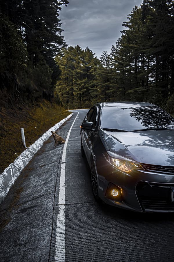 Car Parked in the Middle of a Forest with Pine Trees with a Dog Next To ...