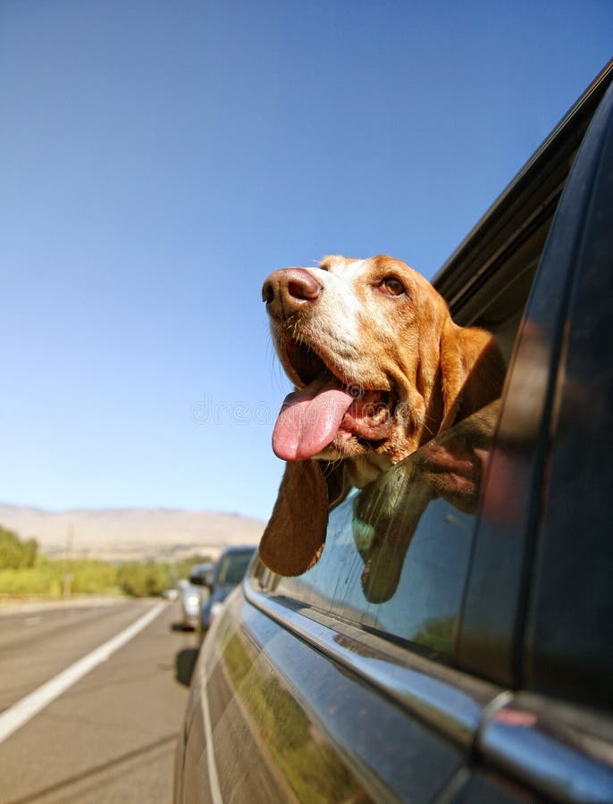 Car ride stock photo. Image of road, riding, animal, summer - 27921948