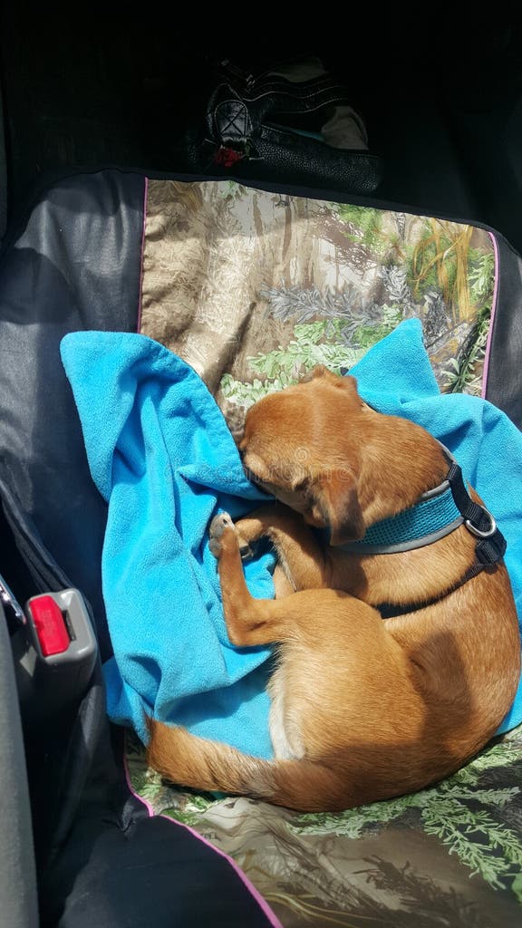 Car ride stock photo. Image of sleeping, ride, laying - 75440124