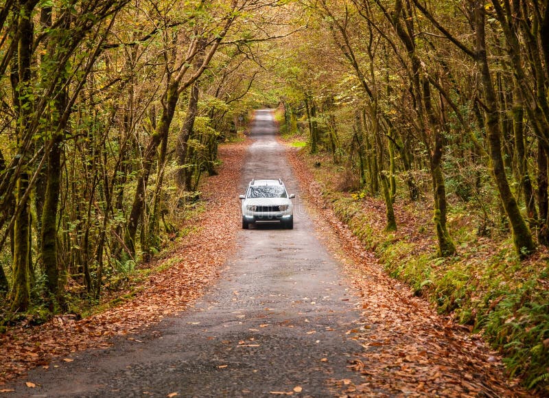Car on a Road in the Forest Stock Photo - Image of season, fragas: 35805656