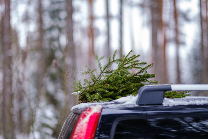 Car Root with Antenna in Nature Stock Image - Image of garden ...