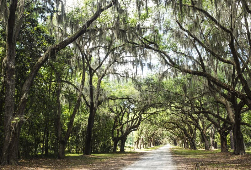 Oak tree road stock photo. Image of landscape, trees - 159846940