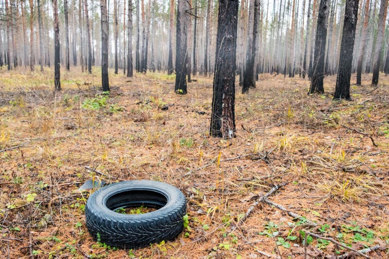 Car Tire in the Forest among Pine Trees Stock Photo - Image of ...