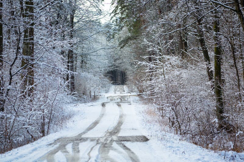Car Tracks on the Road in the Winter Forest Stock Photo - Image of ...