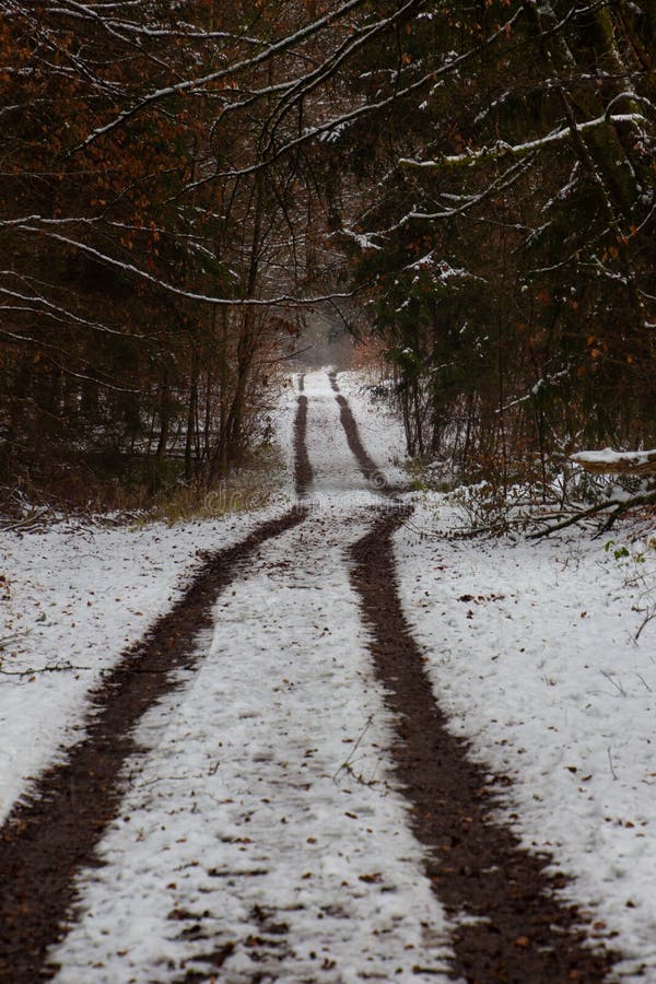Car Tracks in the Snow on a Dirt Road Leading through the Forest in ...