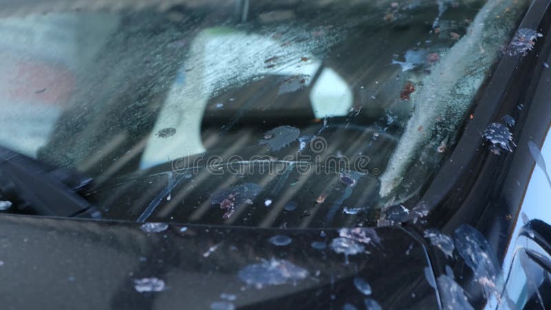 Bird Droppings on a Car Window . Stock Footage - Video of window ...