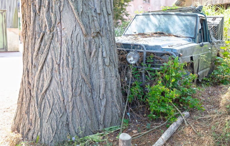 Car wreck and large tree stock image. Image of damage - 256789217