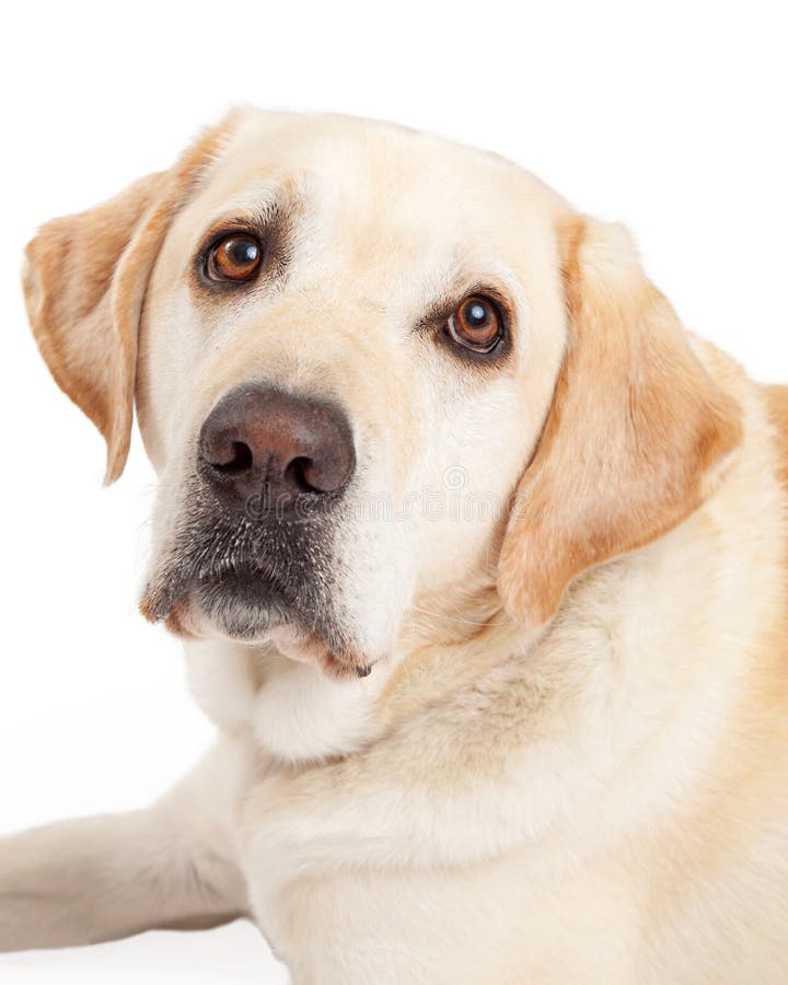 Cara Amarilla Del Dulce De Labrador Foto de archivo - Imagen de ...