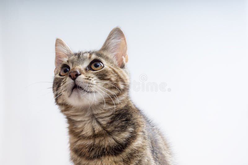 El Gatito Atento Quiere Cazar Foto de archivo - Imagen de perezoso ...