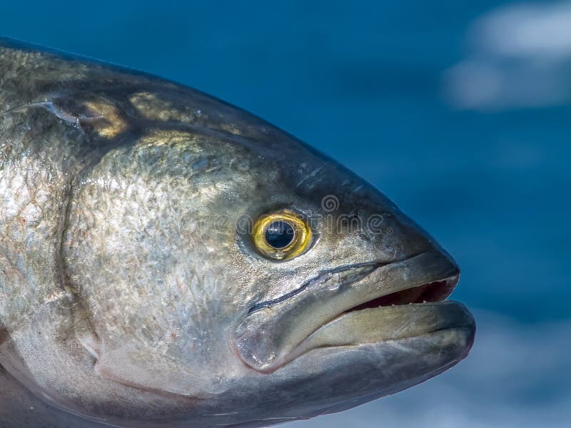 Cara Azul Solitário Dos Peixes Foto de Stock - Imagem de lago ...