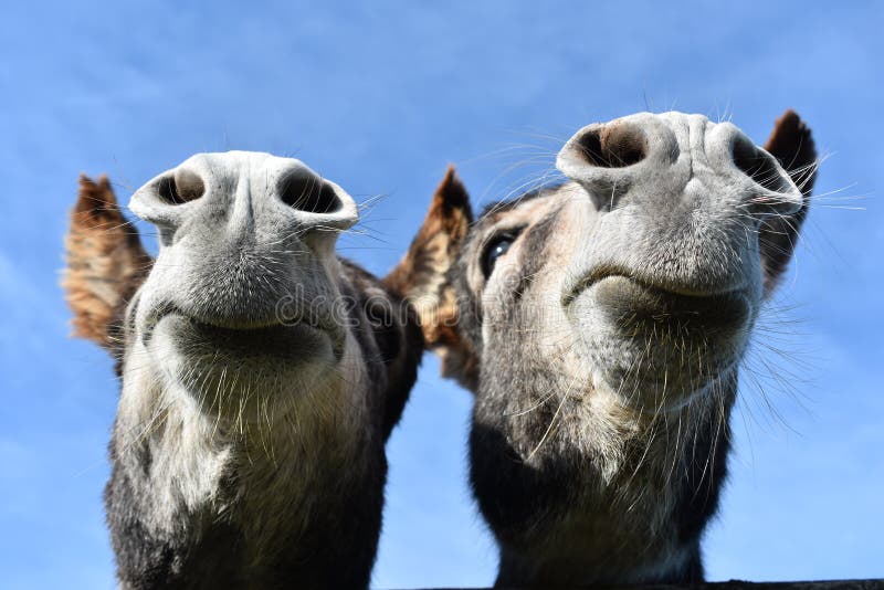 Cara de burro y x27;s imagen de archivo. Imagen de amigos - 160594907