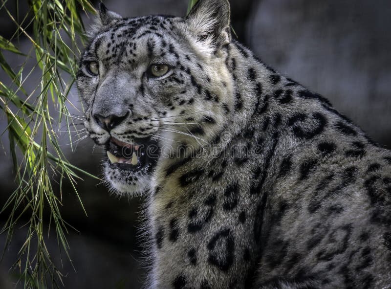 Cara de la onza foto de archivo. Imagen de cazador, crecido - 104944942