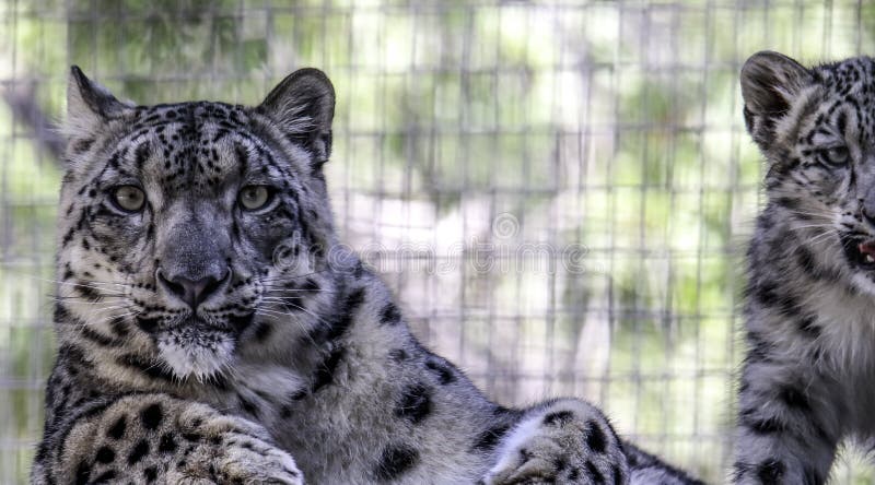 Cara de la onza foto de archivo. Imagen de animal, completamente ...