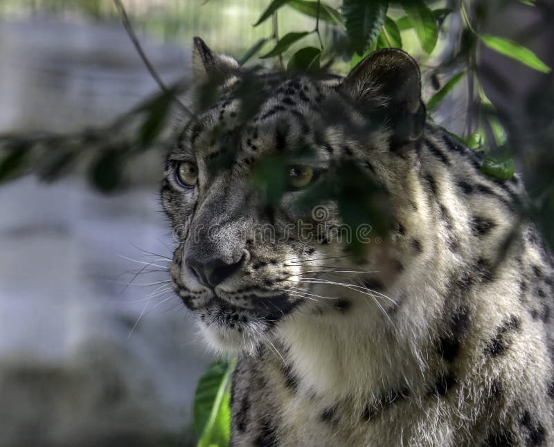 Cara de la onza foto de archivo. Imagen de comer, animal - 104945474