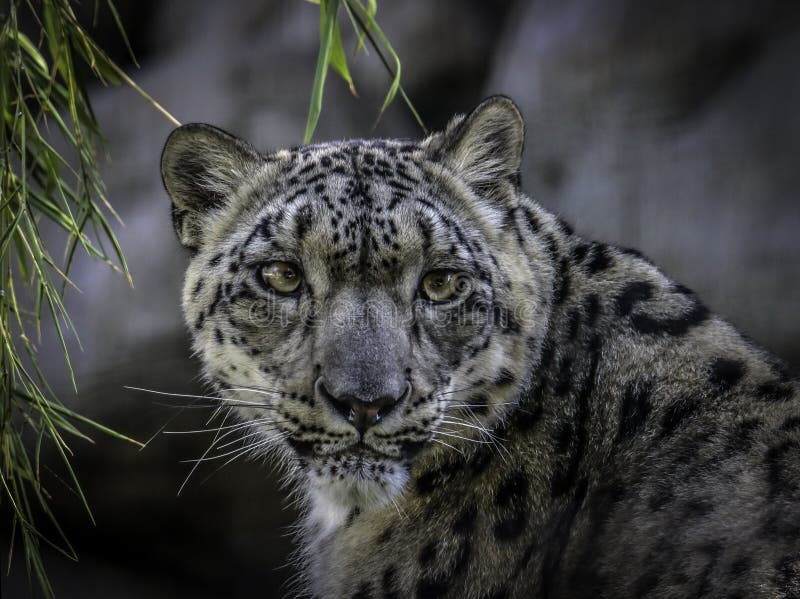 Cara de la onza imagen de archivo. Imagen de rocas, cautivo - 104945535