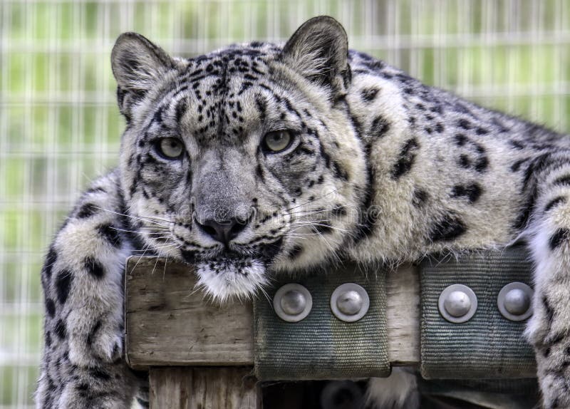 Cara de la onza foto de archivo. Imagen de piel, gato - 104945740