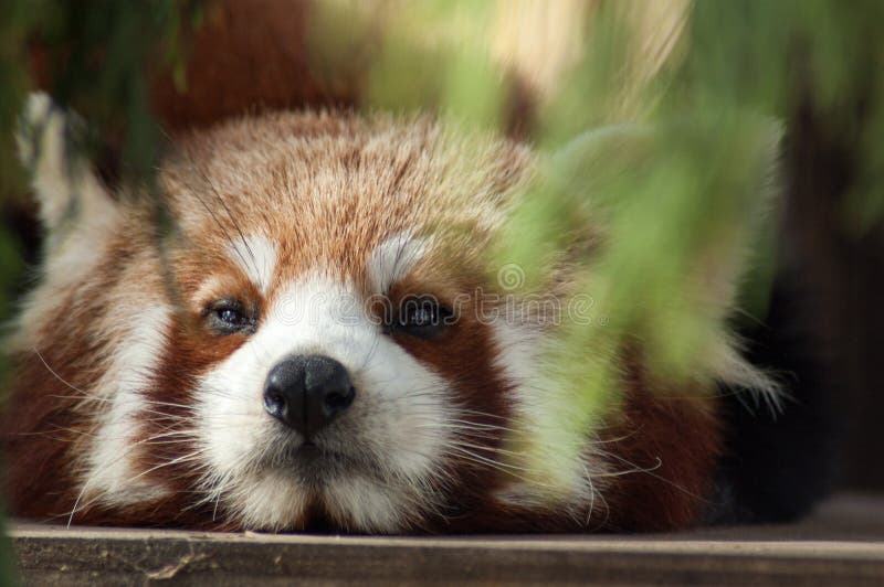 Cara De Panda Rojo En Hojas Verdes Imagen de archivo - Imagen de ...
