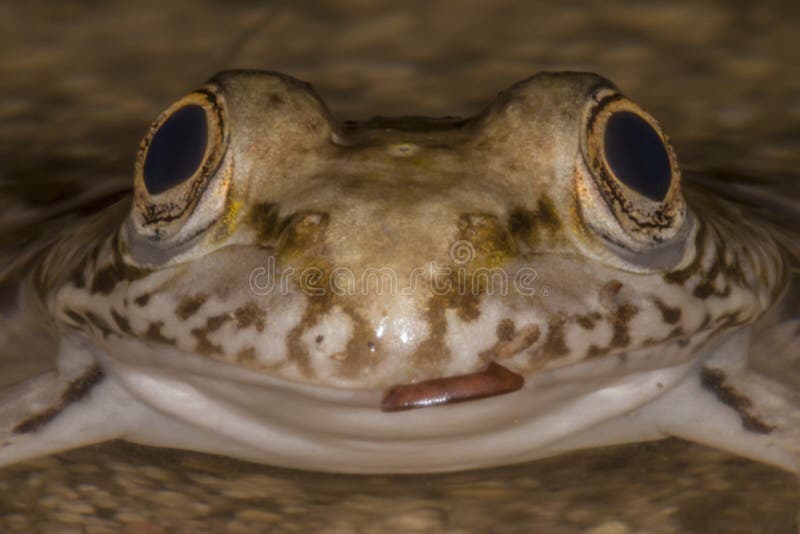Cara de la rana foto de archivo. Imagen de encantador, lindo - 171760