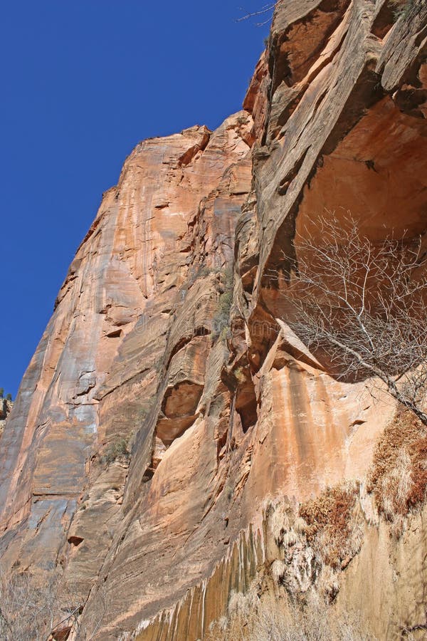 Cara De La Roca En El Parque De Zion National Imagen de archivo ...