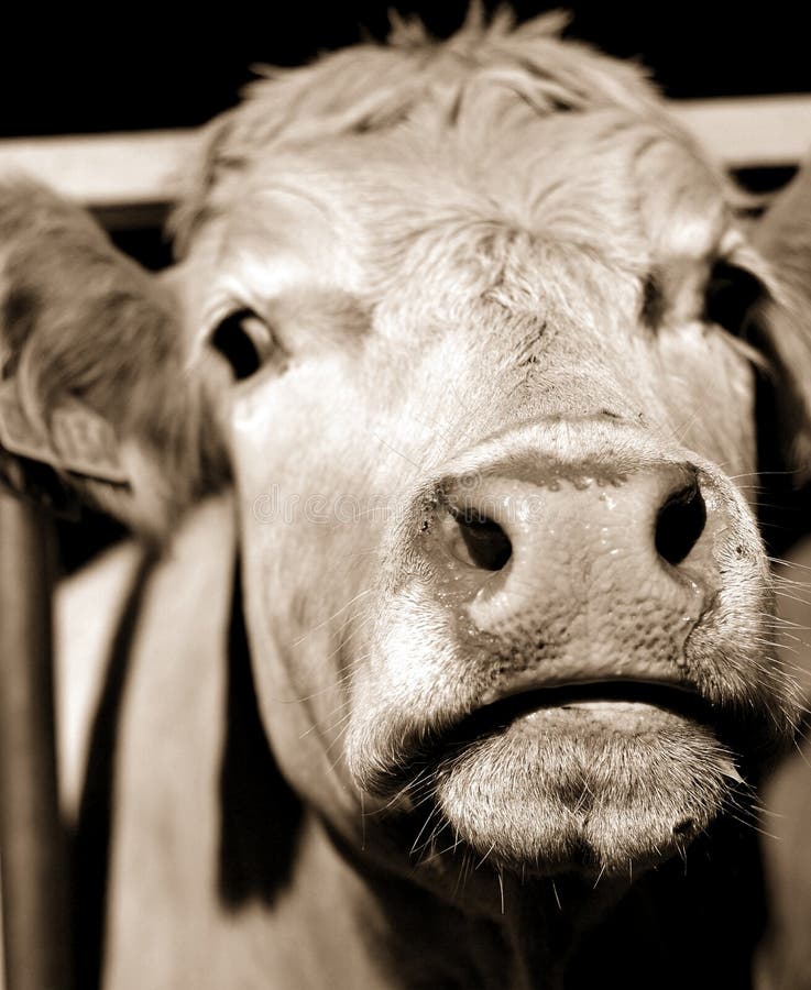 Cara de la vaca imagen de archivo. Imagen de granja, vaca - 58857707