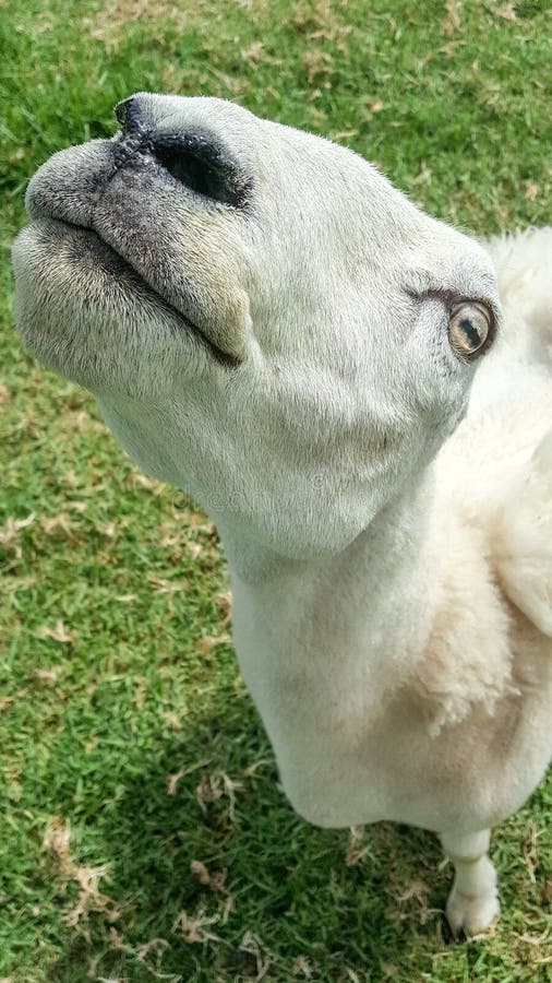 Cara de las ovejas imagen de archivo. Imagen de mirando - 113609325