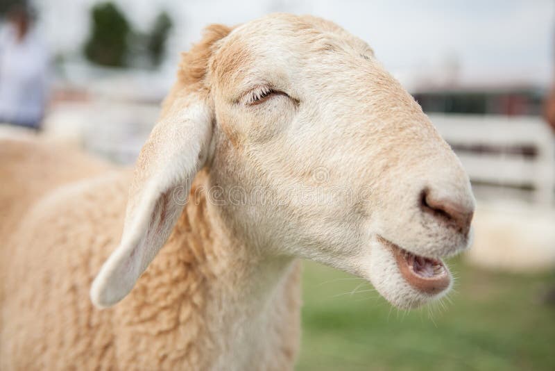 Cara De Las Ovejas De La Sonrisa Foto de archivo - Imagen de lanas ...