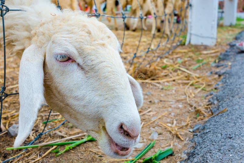 Cara De Las Ovejas Del Primer Foto de archivo - Imagen de mirando ...