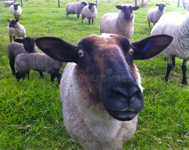 Ovejas de la cara negra foto de archivo. Imagen de mamífero - 76475304