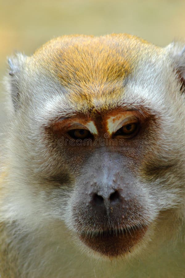 Cara de macaco imagem de stock. Imagem de nariz, macaco - 264078771