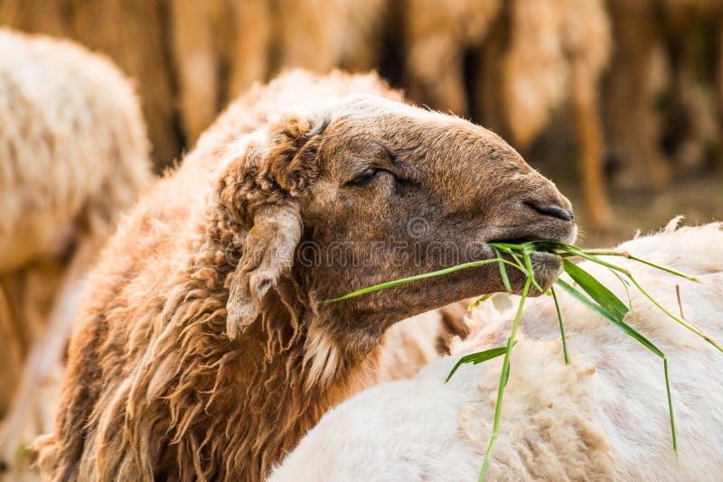 Cara de oveja en la granja imagen de archivo. Imagen de lindo - 258672801