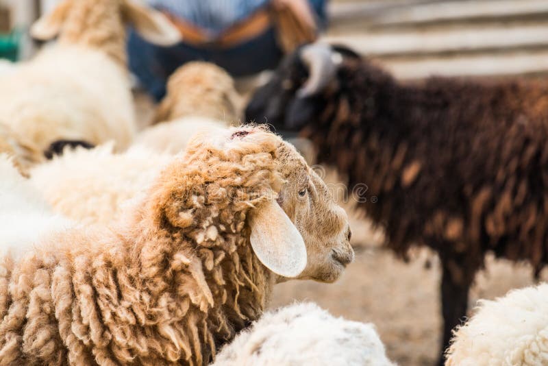 Cara de oveja en la granja foto de archivo. Imagen de granja - 258672890