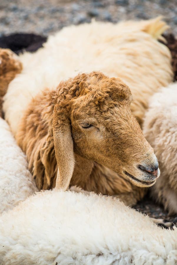 Cara de oveja en la granja imagen de archivo. Imagen de fauna - 258673083